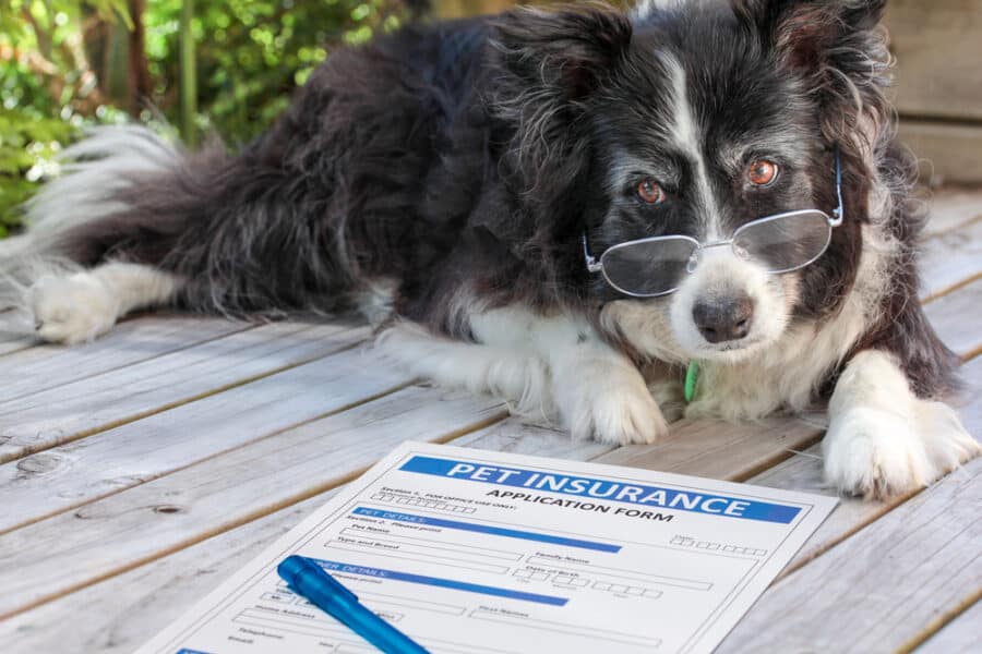 Pet Insurance Explained: Everything You Need to Know | Pet Health Love