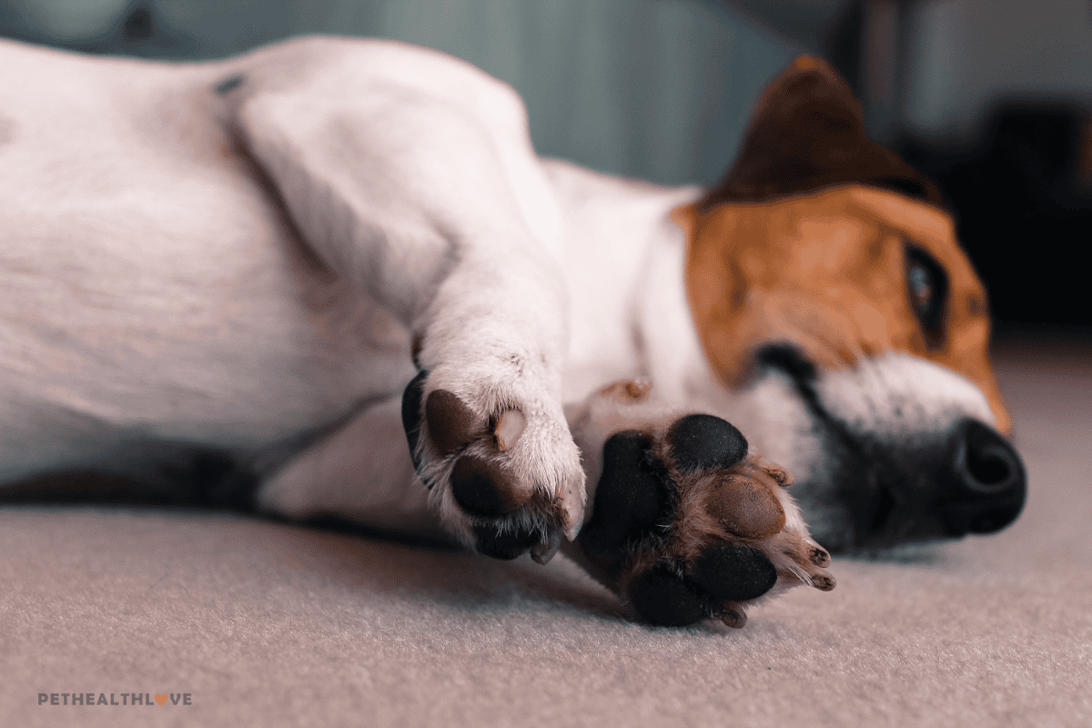 Red Dog Paws: Learn What You Can Do To Help