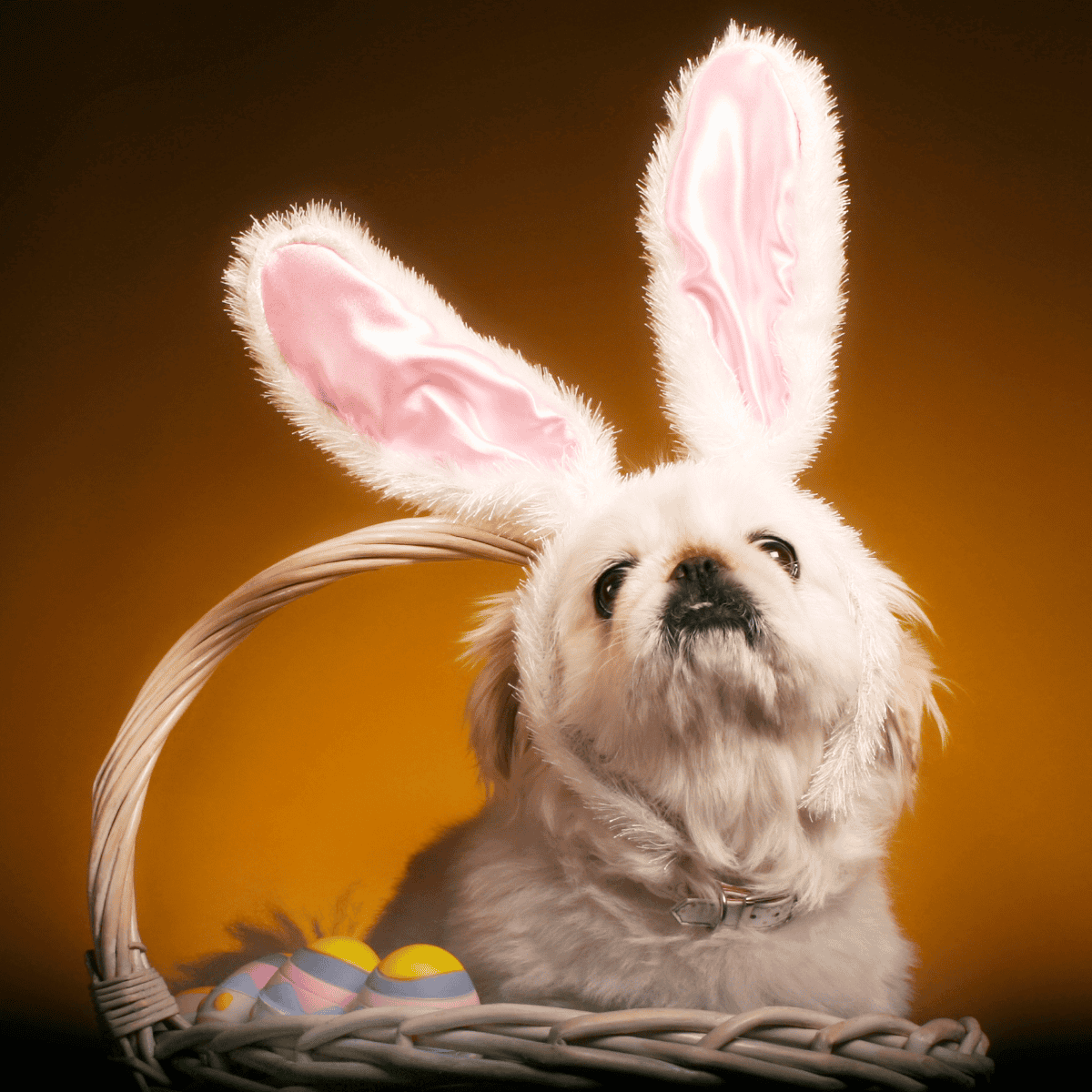 6 Important Tips for Keeping Your Pet Safe During Easter | Pet Health Love