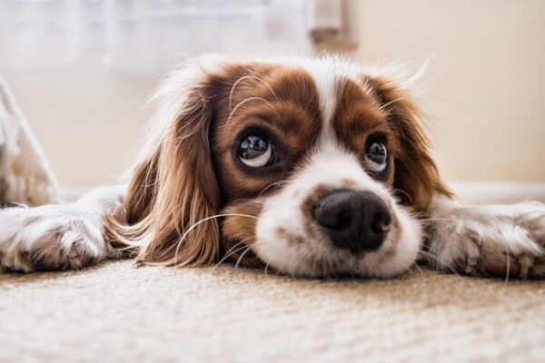 Sniffles and Sneezes: Do Dogs Get Colds? | Pet Health Love
