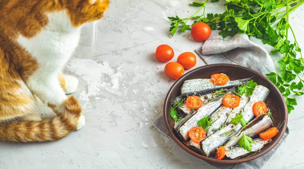 Unlocking The Truth: Can Cats Eat Sardines? - Pet Health Love