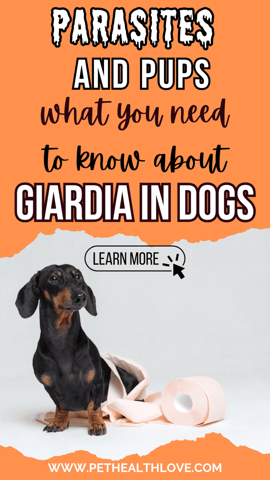 The Monsters Inside: What Pet Owners Should Know About Giardia In Dogs ...