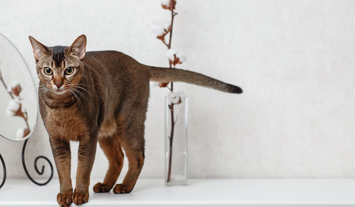 Revolutionary Arthritis Injection for Cats - New Hope for Feline Joint ...