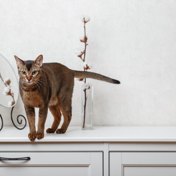 Revolutionary Arthritis Injection for Cats - New Hope for Feline Joint ...