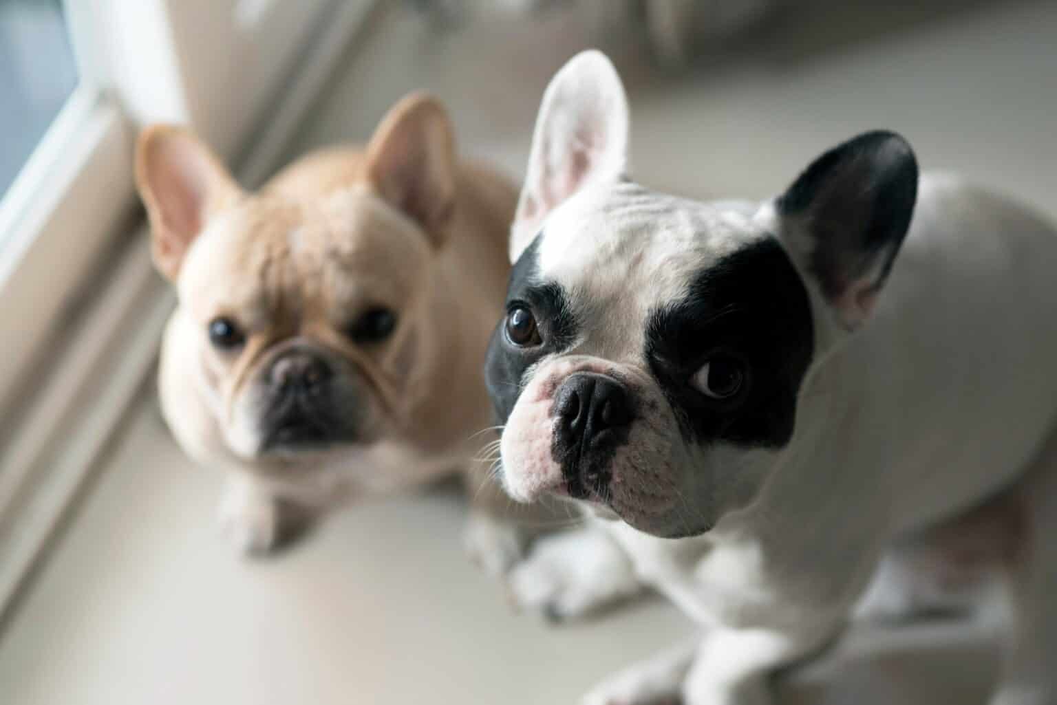 Why French Bulldogs Are the New Labs: Exploring the Rise of Frenchie ...