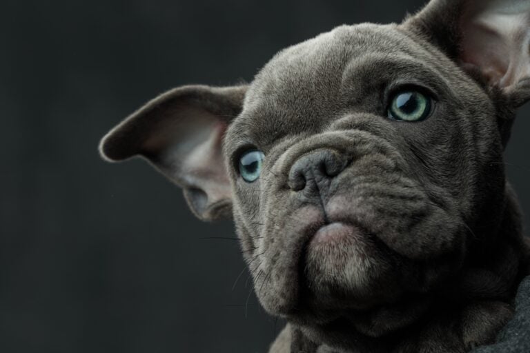 Why French Bulldogs Are the New Labs: Exploring the Rise of Frenchie ...