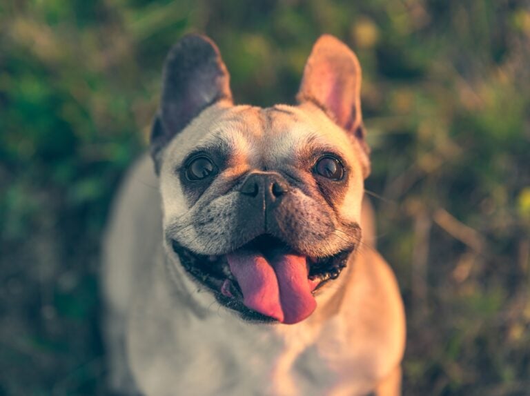 Why French Bulldogs Are the New Labs: Exploring the Rise of Frenchie ...