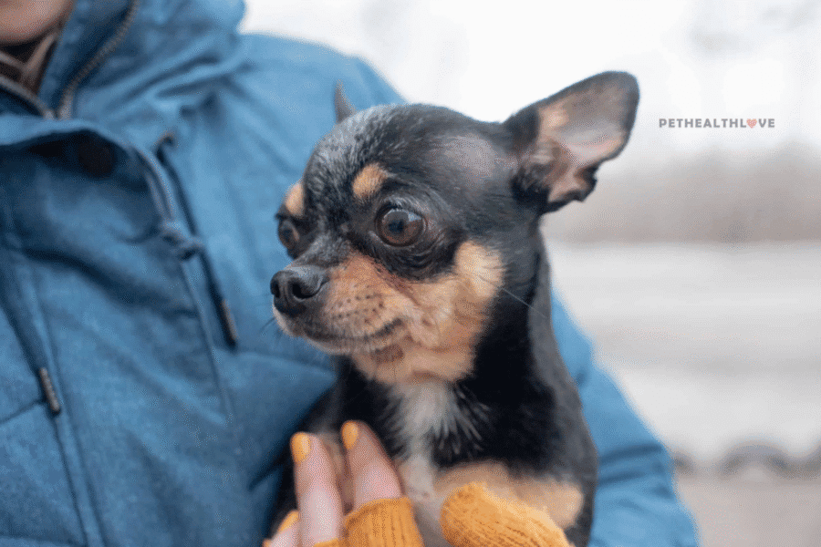 Cardalis: The Game-Changer in Treating Heart Failure in Dogs | Pet ...