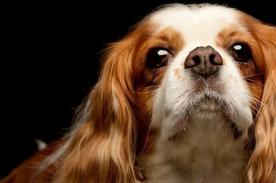 Cardalis: The Game-Changer in Treating Heart Failure in Dogs | Pet ...