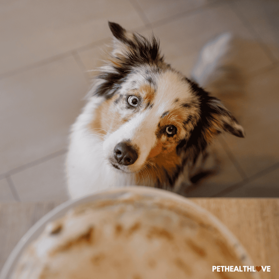 A Safe Thanksgiving Meal for Dogs: What Your Pup Can Enjoy This Holiday ...