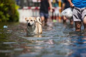 10 Must-Have Prepper Items for Your Dog Bug Out Bag | Pet Health Love