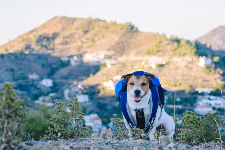 10 Must-Have Prepper Items for Your Dog Bug Out Bag | Pet Health Love