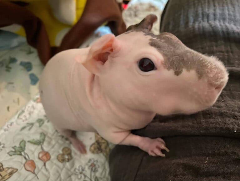 Hairless Guinea Pigs: 5 Facts That Will Melt Your Heart