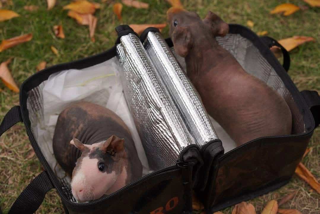 Hairless Guinea Pigs: 5 Facts That Will Melt Your Heart