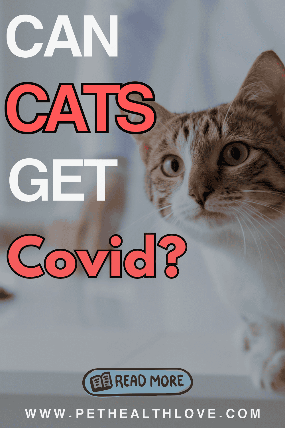 Can Cats Get COVID? What Science Says About Feline Infections | Pet ...