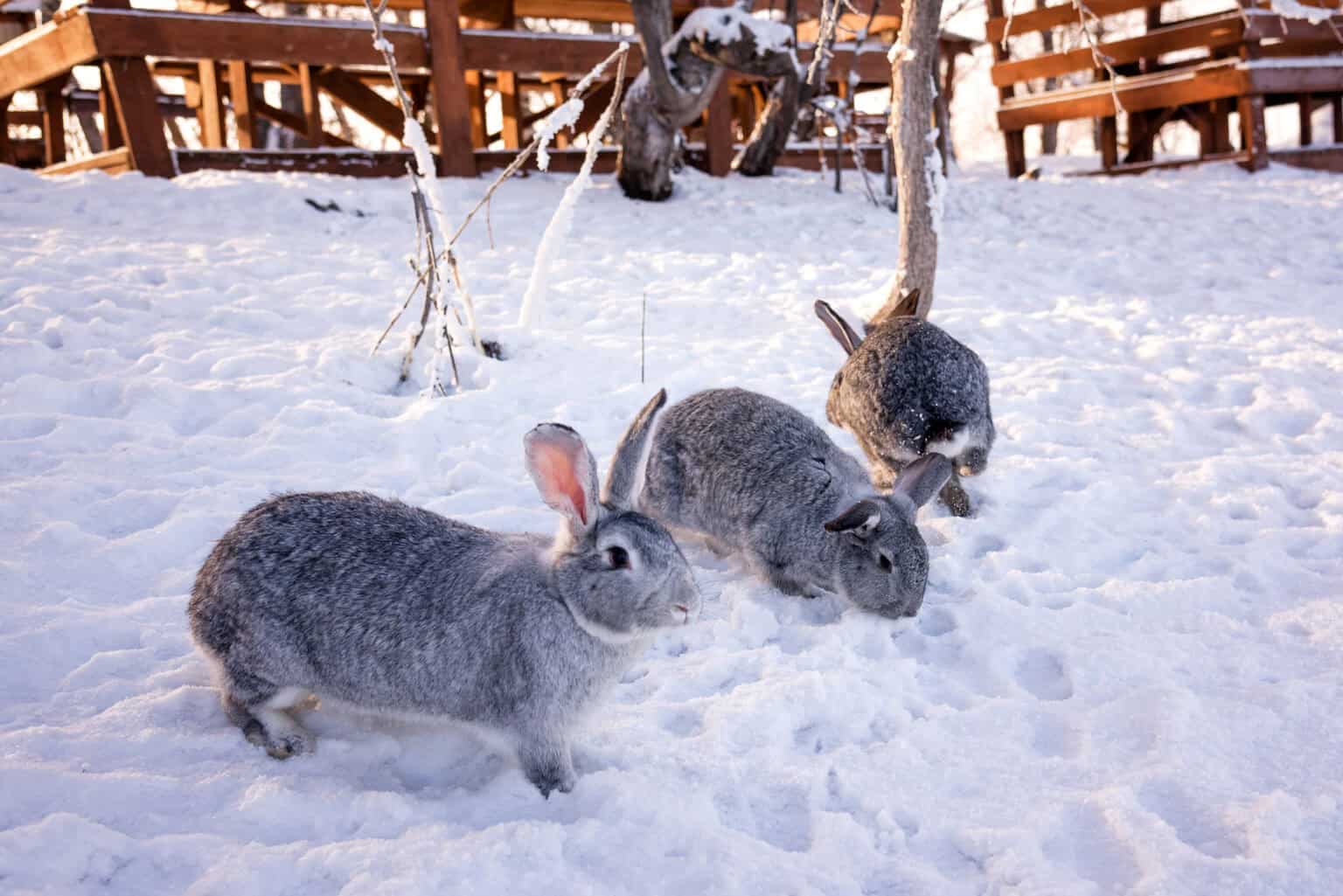Do Rabbits Hibernate? Understanding How Bunnies Survive the Winter ...