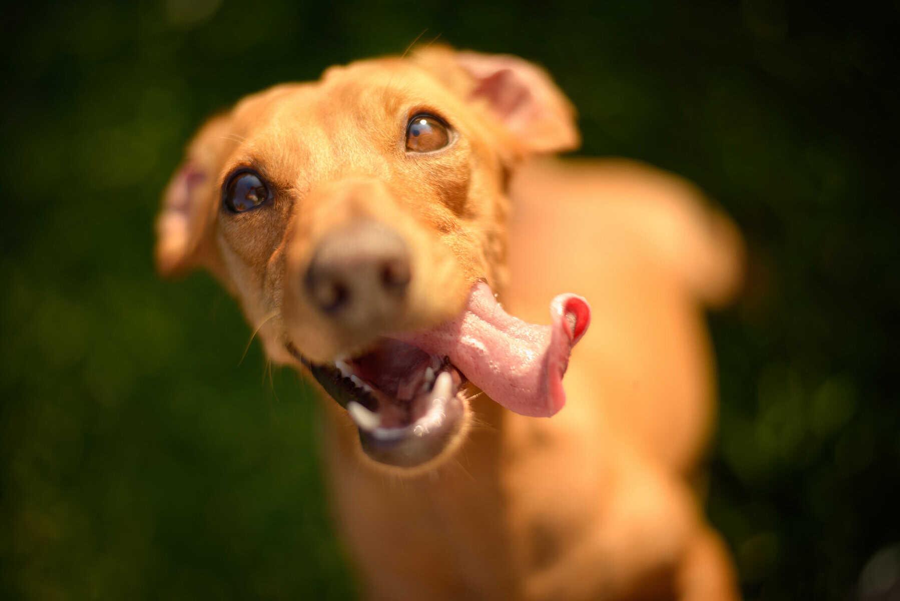 65 Dog Quotes to Make You Smile, Laugh, and Feel the Love | Pet Health Love