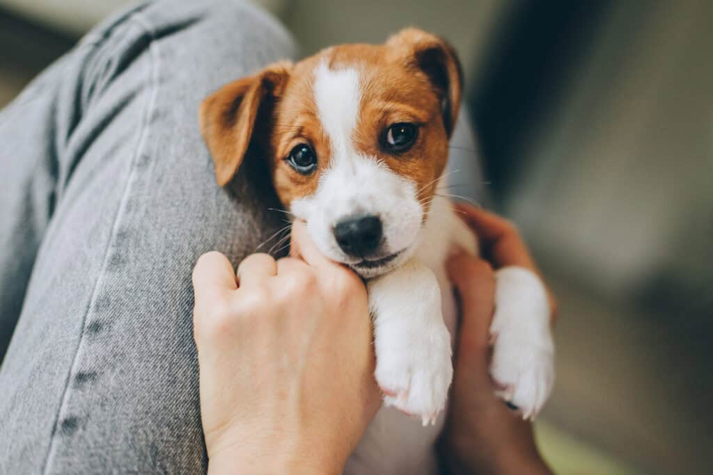 Avoid Chaos With This Sanity-Saving New Puppy Checklist | Pet Health Love
